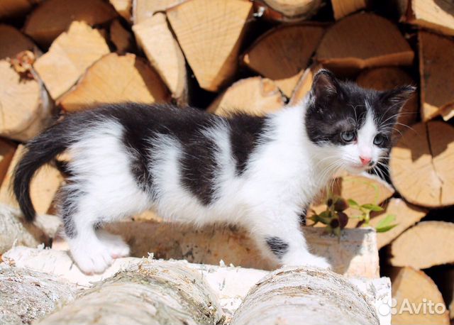 Котята