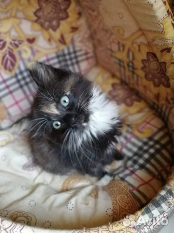 Котёнок Девочка 2 мес Маняша