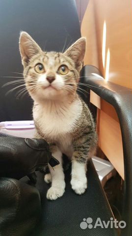Котенок Кнопка