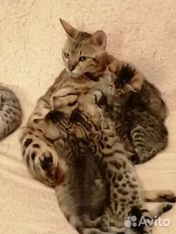 Бенгальские котята