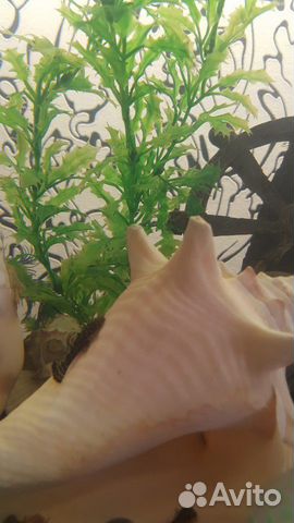 Рыбки сомики отдам