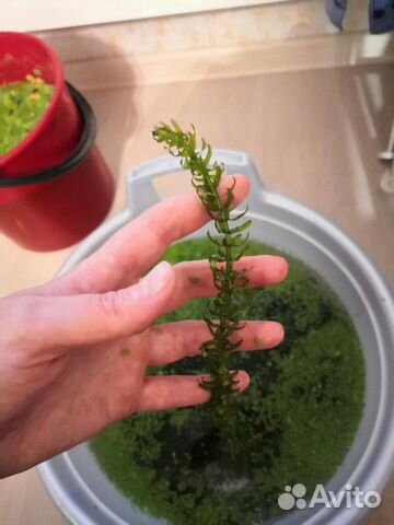 Элодея зубчатая, водоросли, водные растения