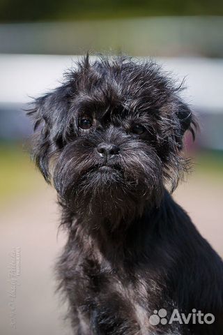 Щенок аффенпинчера