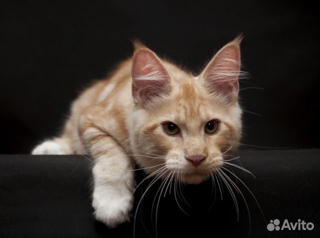 Мейн-куны из питомника