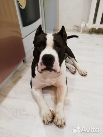 Шикарный молодой стаффик ищет хозяина