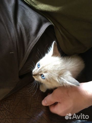 Котёнок