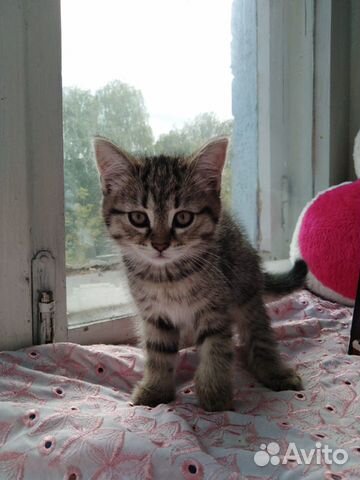 Отдам в добрые руки симпатичную кошечку