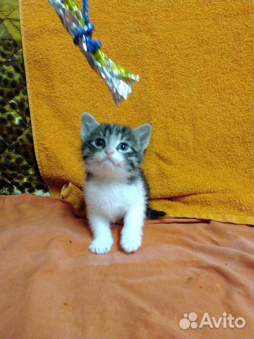 Котята от домашней кошки