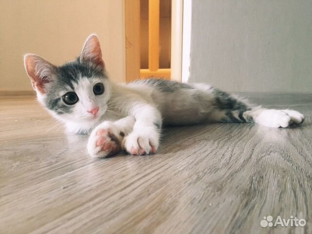 Котёнок мальчик весельчак