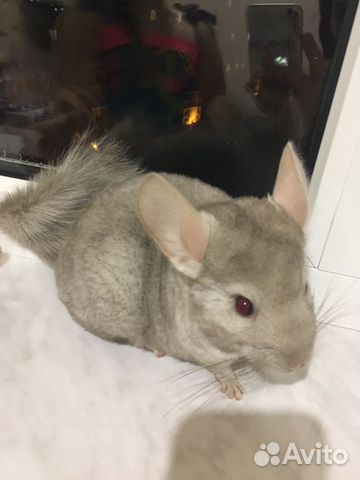 Продаётся шиншилла, девочка, 3,5 месяца Гетеробеже