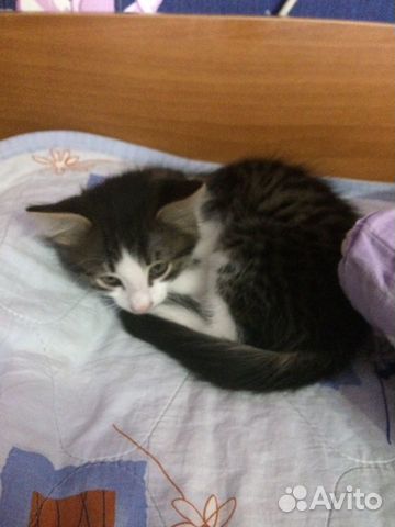 Котёнок мужского пола