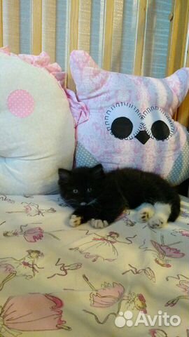 Котенок