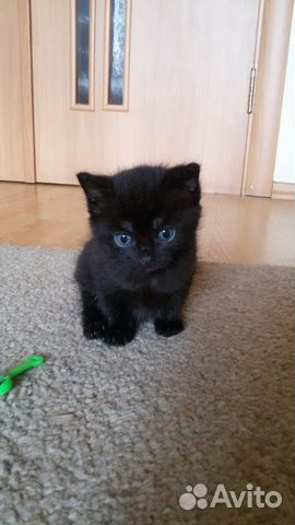 Котята от британки