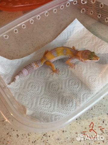 Эублефары своего разведения