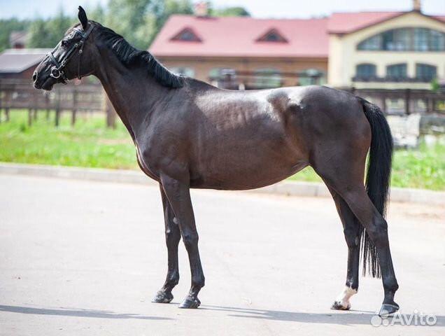 Тракененская кобыла