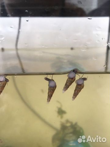 Улитки Мелании