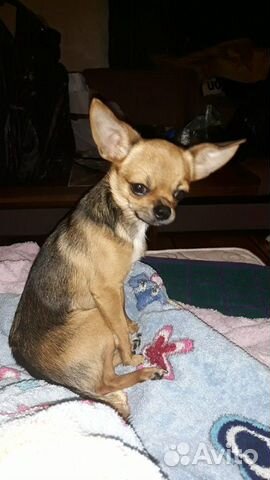 Мальчик чихуахуа, в октябре исполняется год. Отдаё