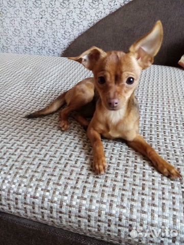 Продам той-терьерчика