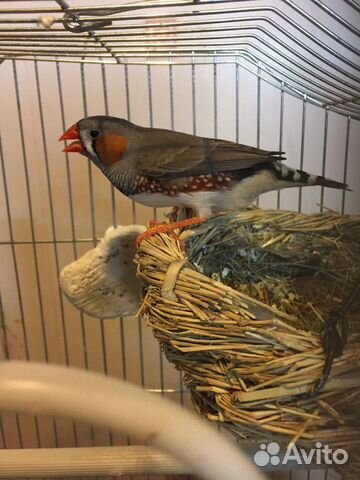 Амадин самец