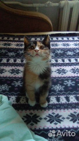 Юная красавица ищет Семью