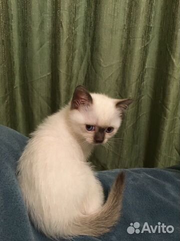 Серьезная мадам