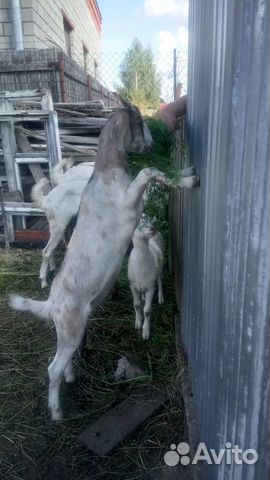 Козочки процентные нубийские