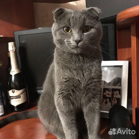 Отдам кота в добрые руки