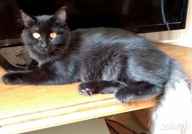 Котенок Марта ищет дом