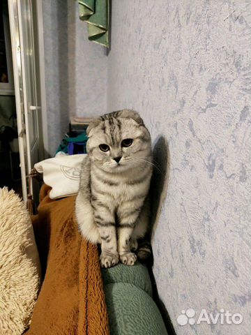 Кот на вязку