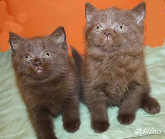 Британский шоколад