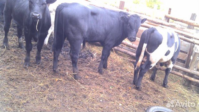 Бычки и тёлочки