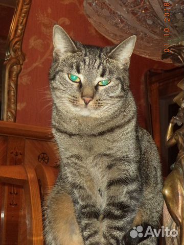 Кошка Нюся
