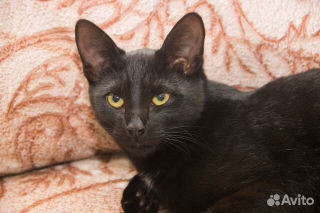 Молодой котик