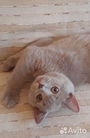 Британский котенок