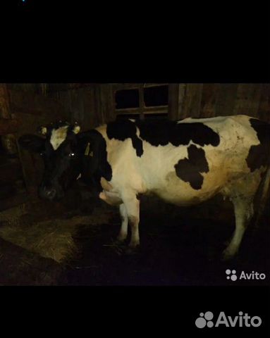 Молодая Корова