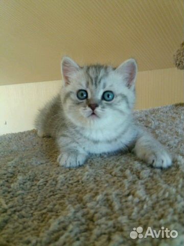 Мальчик шотландский