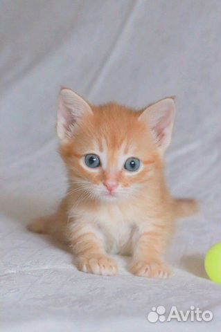 Очаровательные котята - девочки