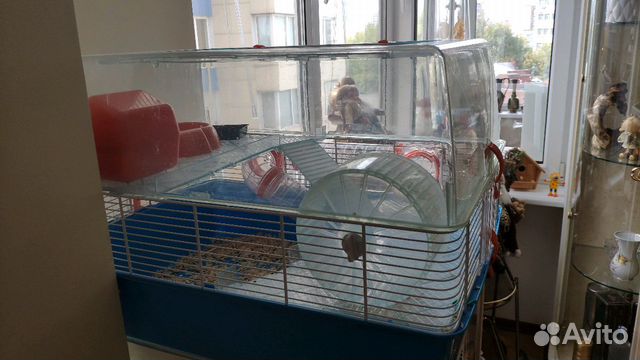 Джунгарский хомяк 2,5 мес с клеткой