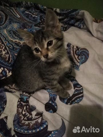 Отдам котят