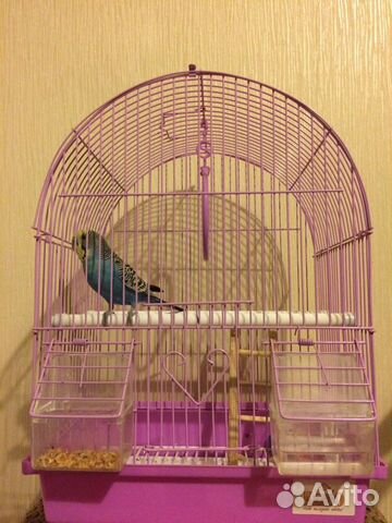 Волнистый попугай (самец)