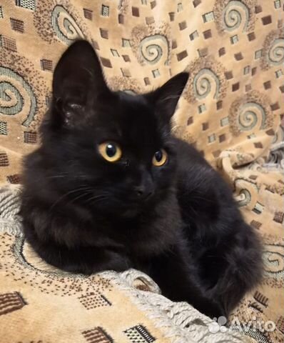 Кошечка, котёнок