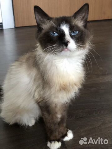 Котик ищет дом