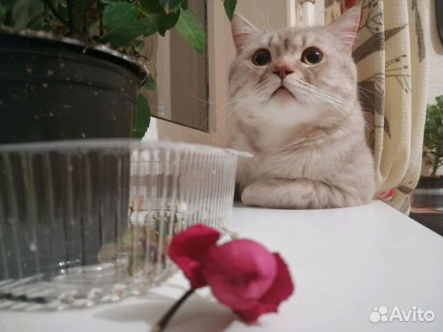 Котик на свиданку