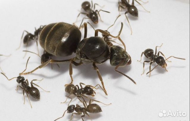 Муравьи Lasius Niger