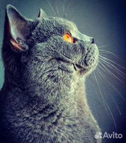 Дымчатый Британец ждёт кошечку на вязку