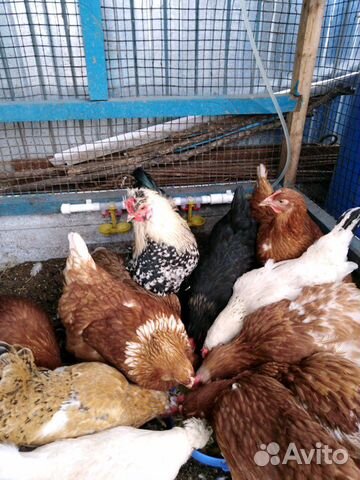 Продаются куры несушки, возраст 1 год