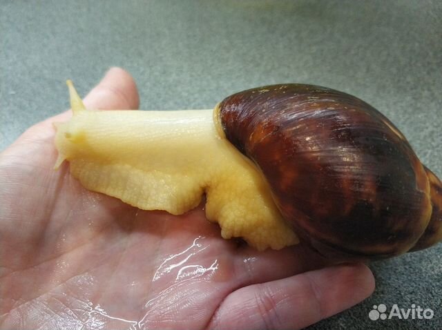 Улитки Альбиносы Ахатины