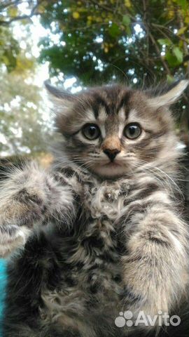 Мама папа вы где