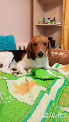 Метис бигля и гончей в дар