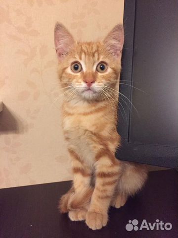 Котенок Боб ищет семью